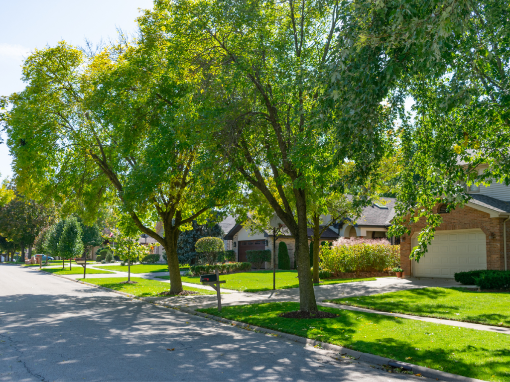 OUC Named Tree Line USA Utility for 24th Year - OUConnect